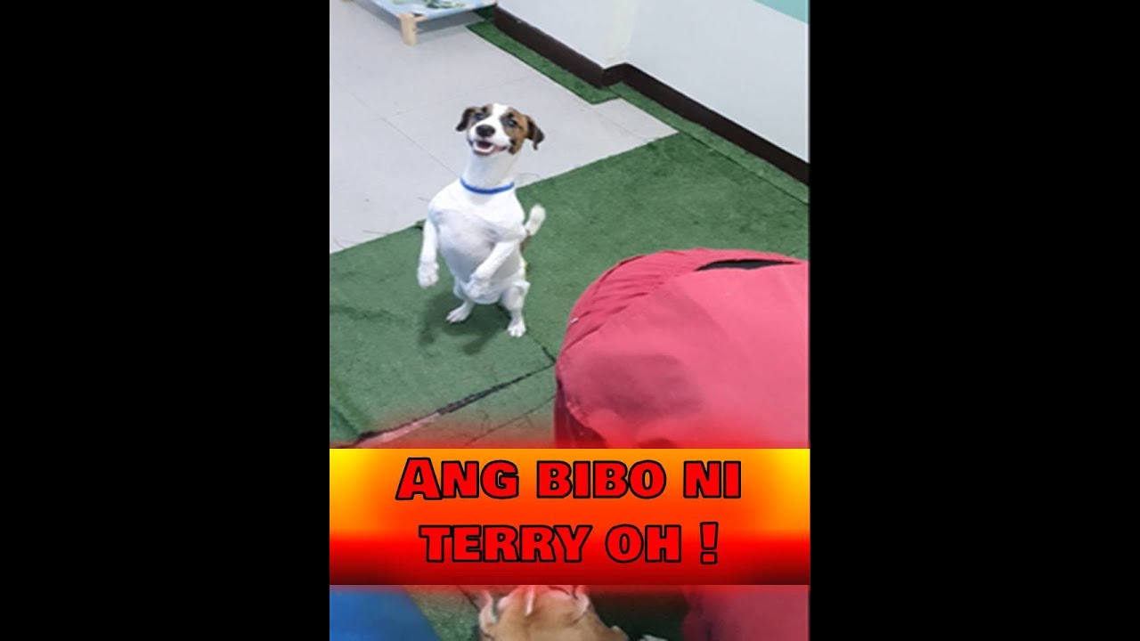 Ang galing Terry tumatayo - YouTube