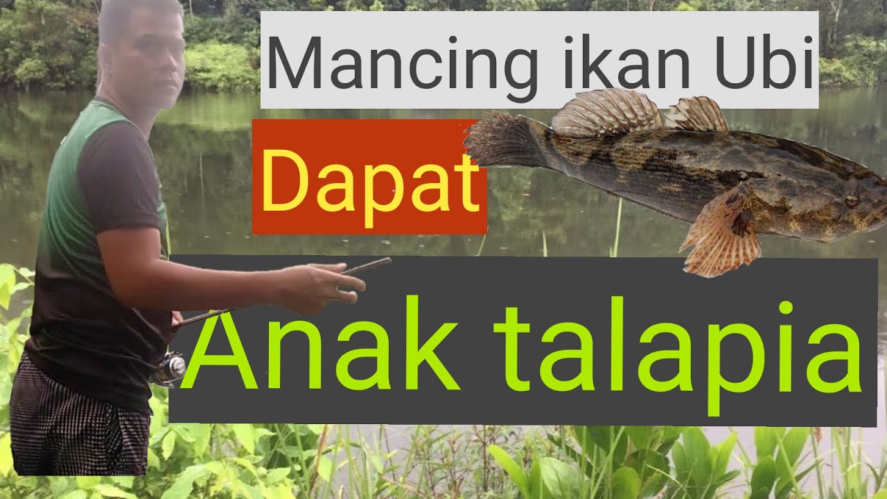 Mancing ikan ubi dapat anak talapia... - YouTube