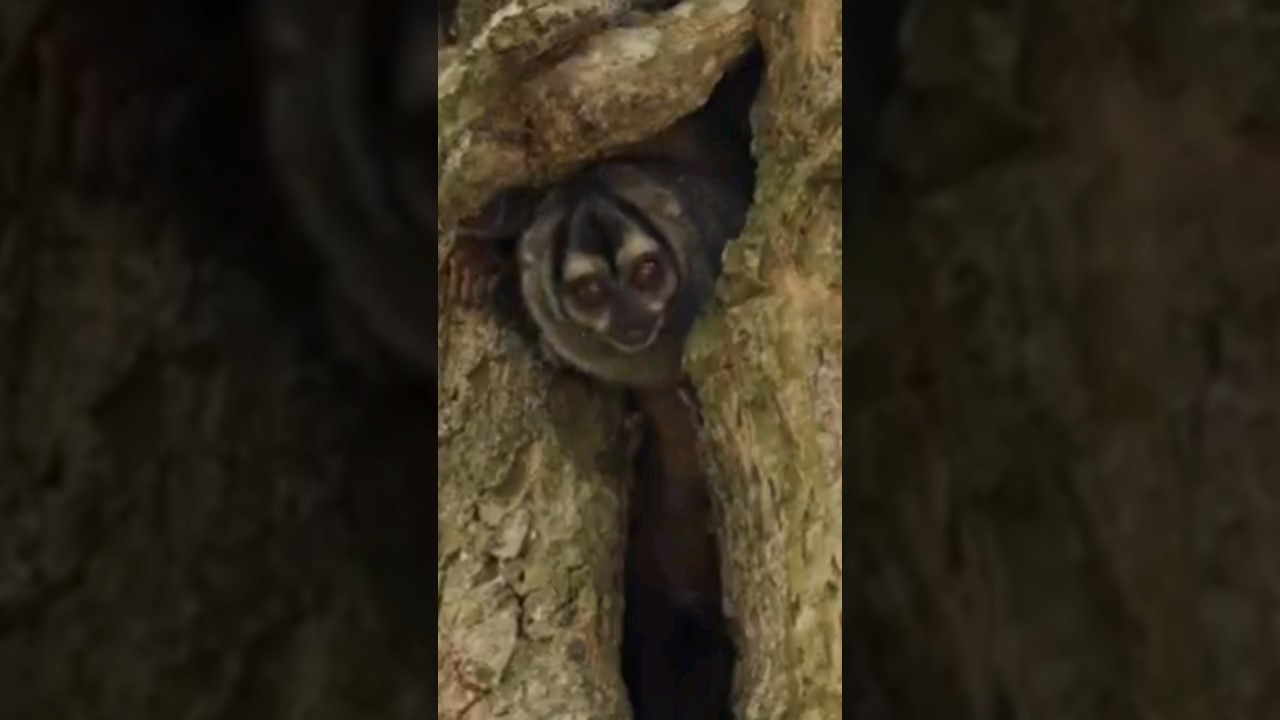 Monkey hide tree 2023#sorts monkey #sortsvideo #monky playing # ...