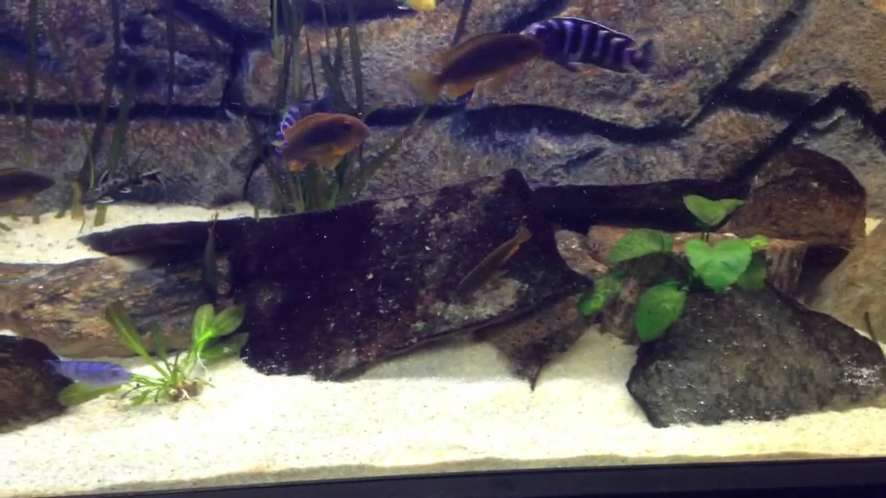 125 gallon yellow labs, rusties, and demasoni - YouTube