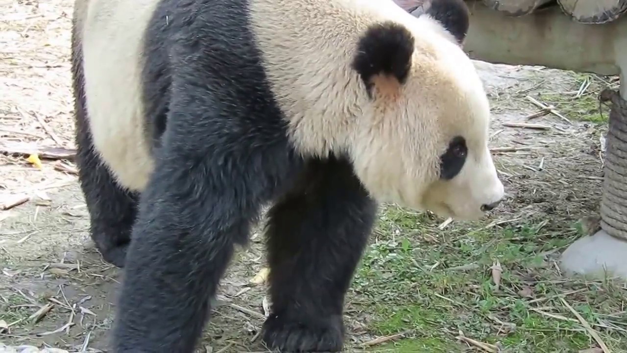 US Born panda Hua Mei's boring life at Nanhui - YouTube