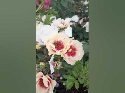 роза Булс айс - YouTube
