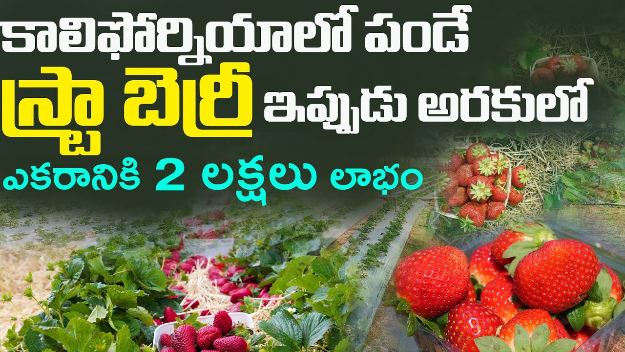 Tasty Strawberry Farms in Araku | Pluck ur fresh strawberry ...