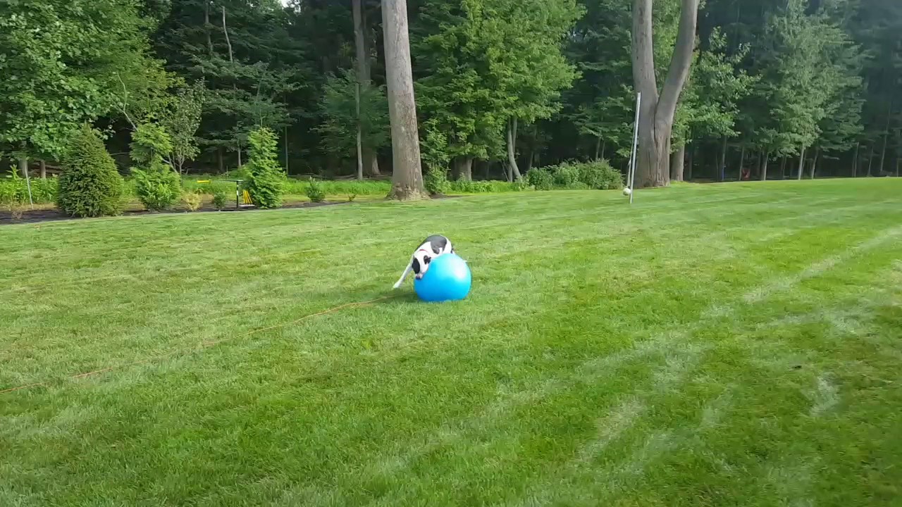 MrTonkaMac pops and exercise ball - YouTube