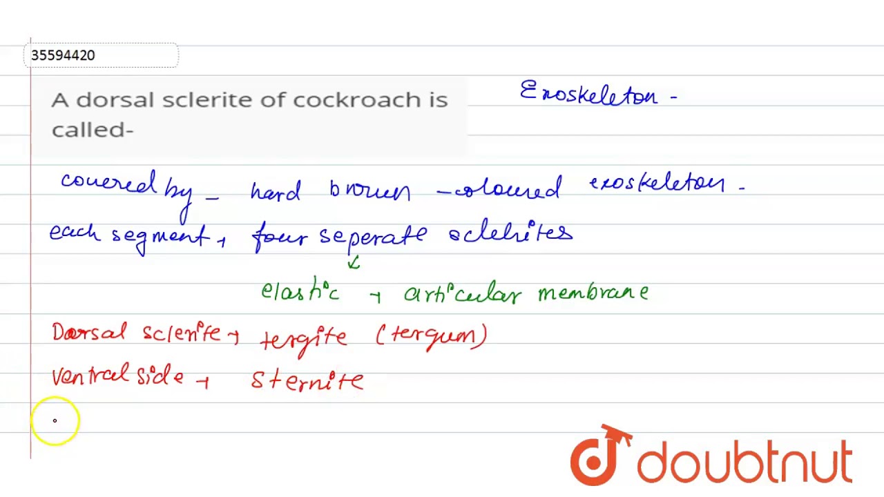 A dorsal sclerite of cockroach is called- - YouTube