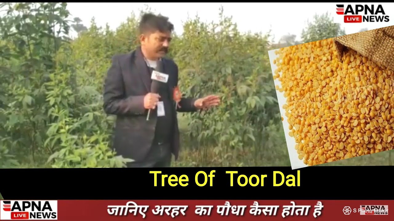 Plant Of Toor Dal | जानिए अरहर का पौधा कैसा होता है | Apna Live News ...