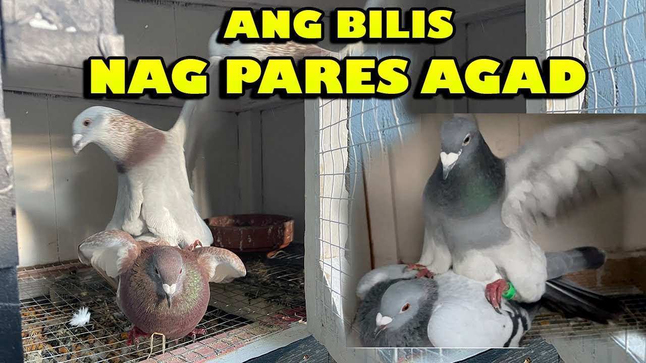 Paano mag Pares ng Kalapati? - YouTube