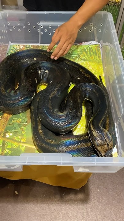 งูยักษ์ ep.1 #งูเหลือม #งูหลาม #งูหลามปากเป็ด #python #snake # ...