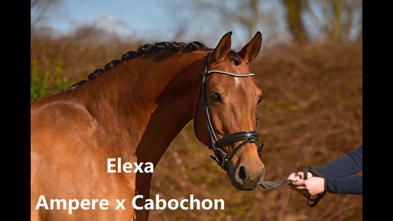 Elexa guardian - sekajackson