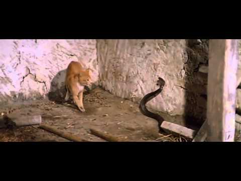 成龍 Jackie Chan makes his cat fight a cobra. Why? Because Jackie Chan can. Like
