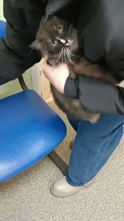Будни волонтёра😅Привезли на вакцинацию 5 котеек везет котанам В нашем