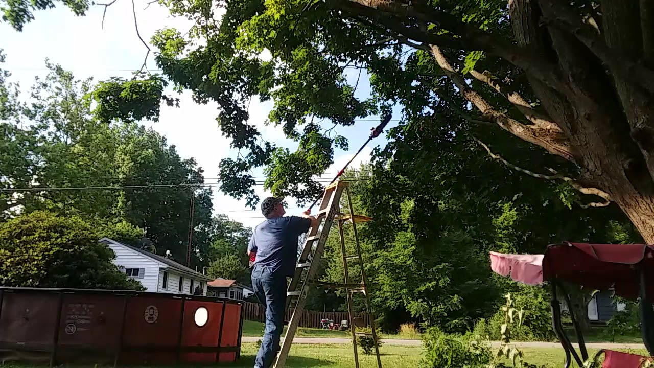BUTCH IS WORKING HARD TRIMMING TREE BRECH - YouTube