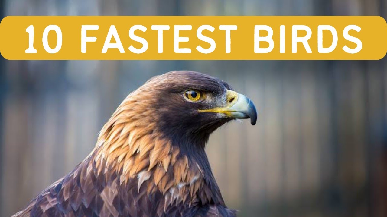 Top 10 Fastest Birds in the World - YouTube