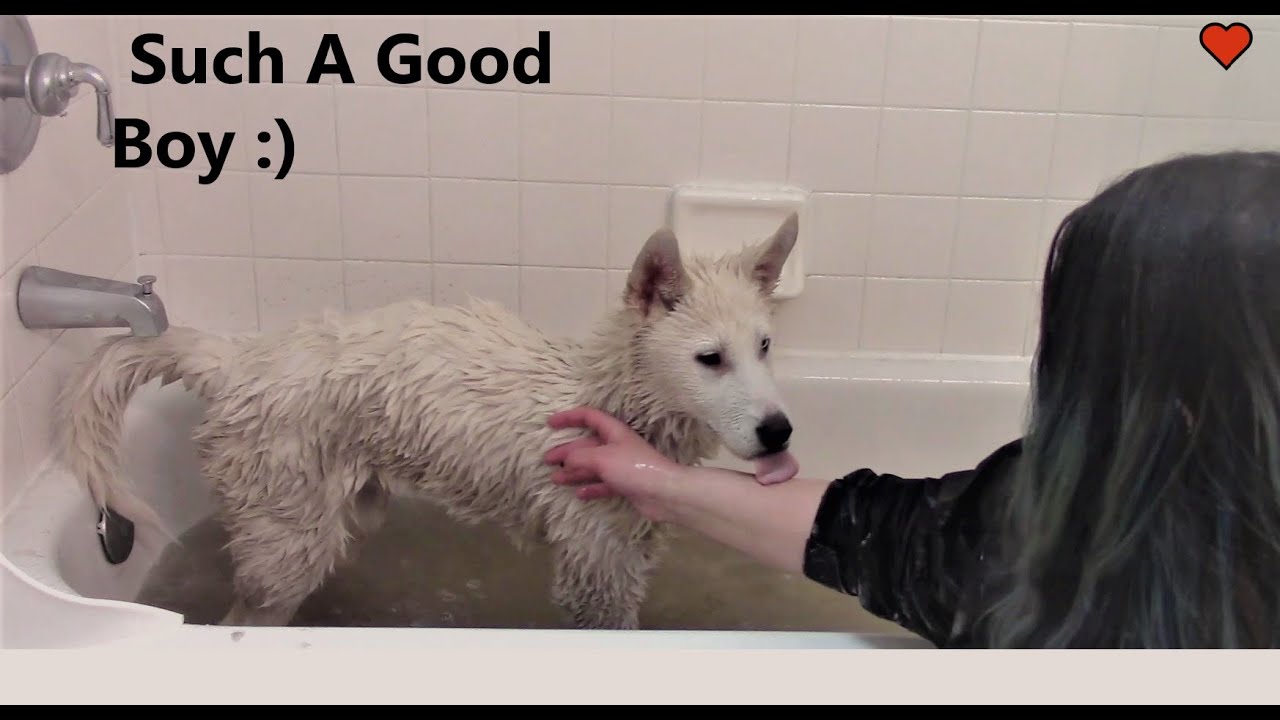 ASMR Bath Time for a VERY dirty husky puppy XD | shampoo water massage ...