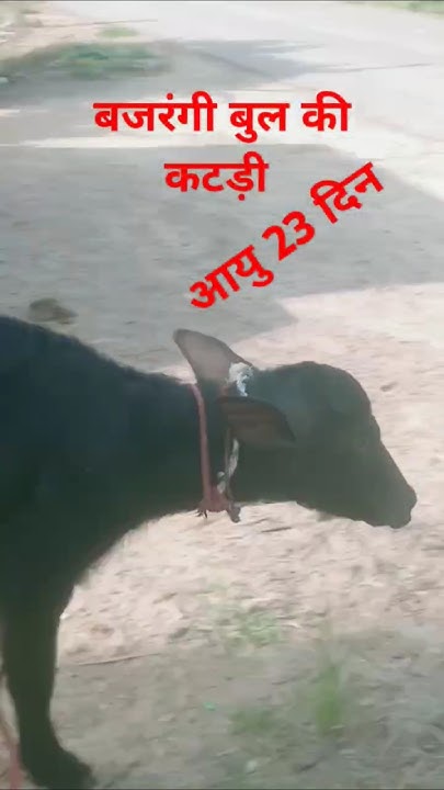 Govind Jangra #masumsahrmanewsong#sort#trendingshorts - YouTube