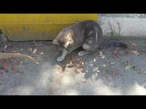 Kedi vs yılan