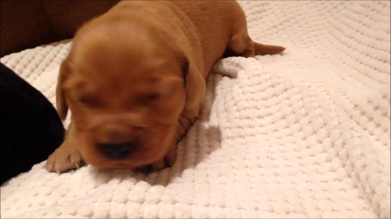 Dakota Sport Retriever Puppies 50% Working Golden Retriever and 50% ...
