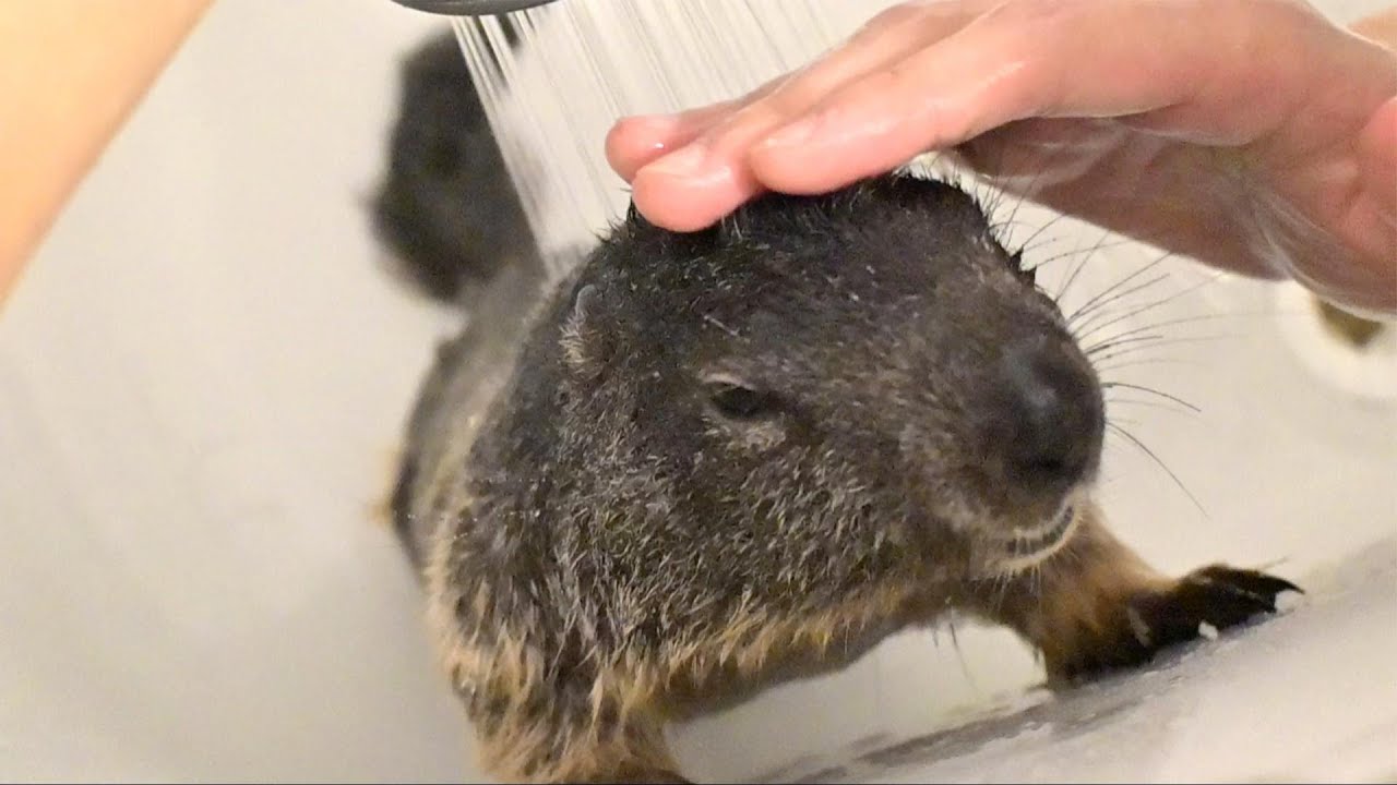 Puku the marmot isn't afraid of showers - YouTube