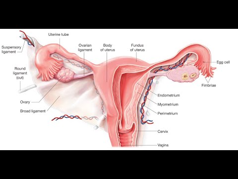 Menstrual Siklus(Adet döngüsü)