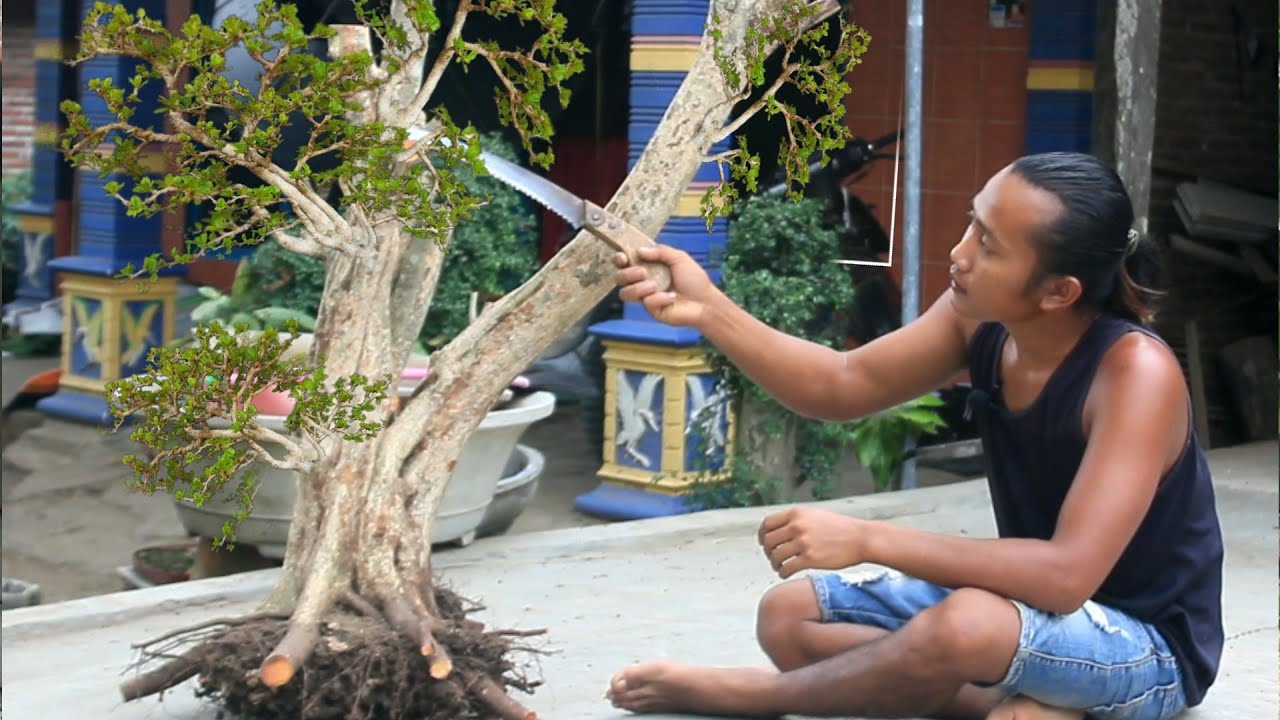 BONSAI RUKEM (Flacourtia rukam) Bahan Dongkelan Sukses Tanam Pakai ...