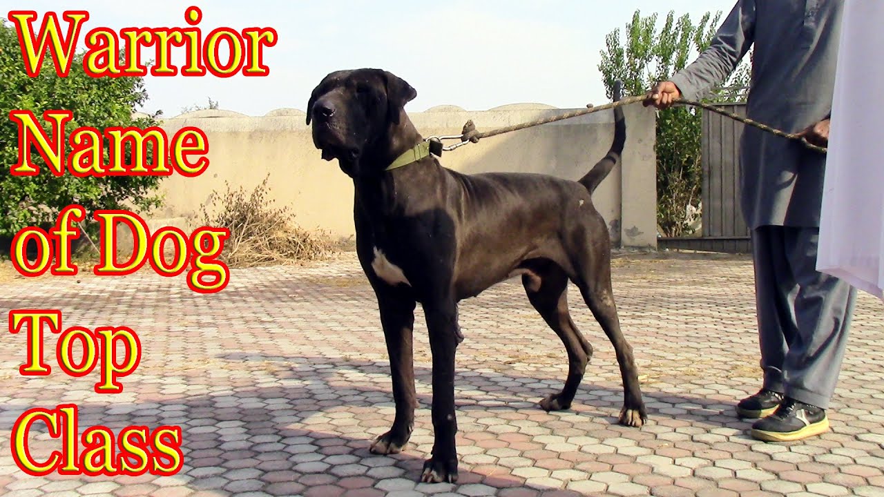 Pakistani Bully Dog Black