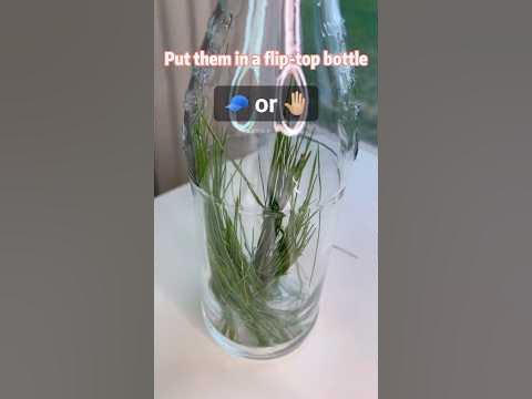 Homemade Sprite 🌲 - YouTube