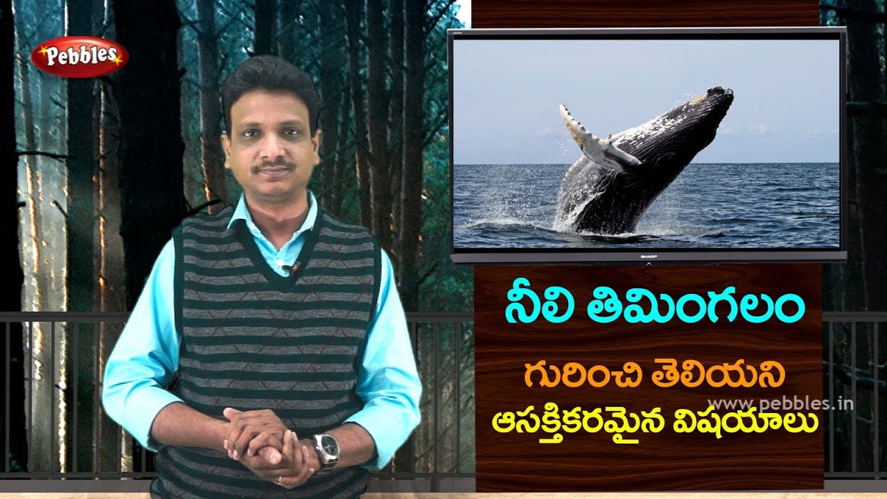 Interest facts about Blue Whale in Telugu | Science fun facts in Telugu ...