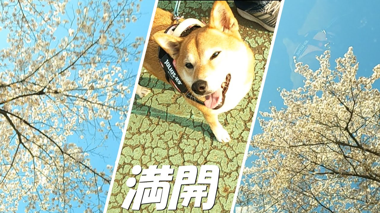 【Shiba Inu Momiji】満開の桜 笑顔満開の柴犬もみじ - YouTube