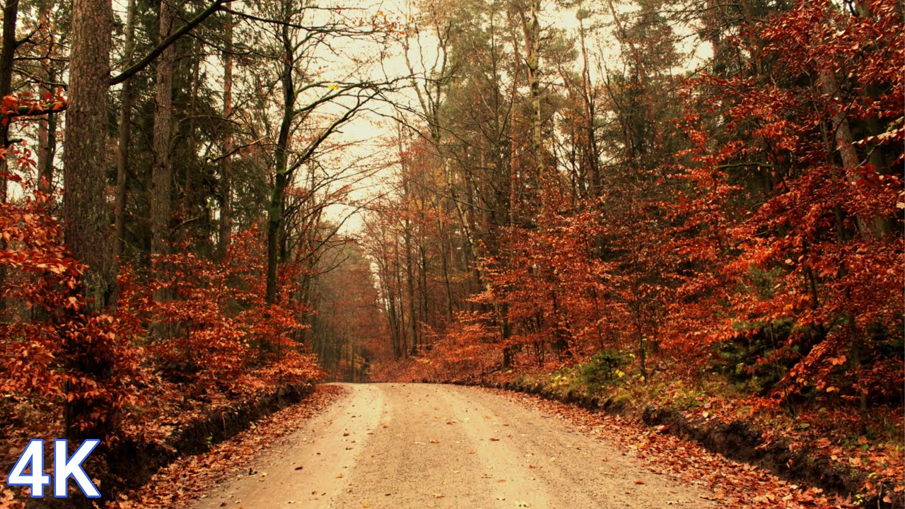 Morning Rainy Autumn Walk in Forest 🍂🌧️|| Relaxing Nature Walk feelings ...