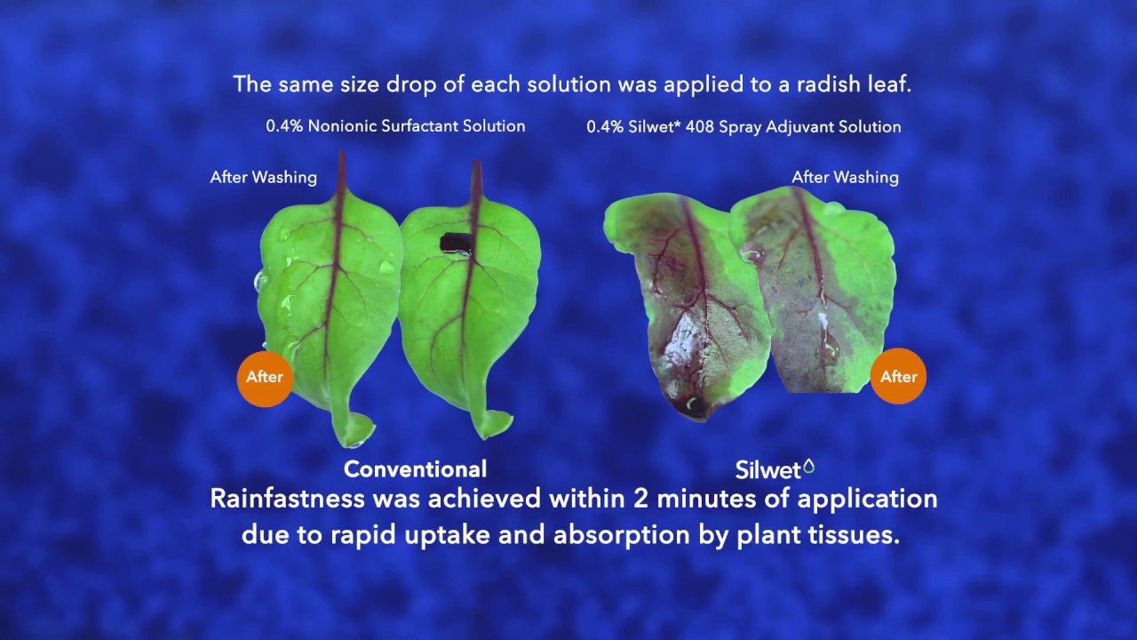 Absorption, Adhesion and Coverage with Silwet Adjuvants - YouTube