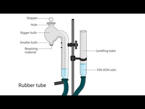 Respiration in germinating seed using ganong respirometer - YouTube