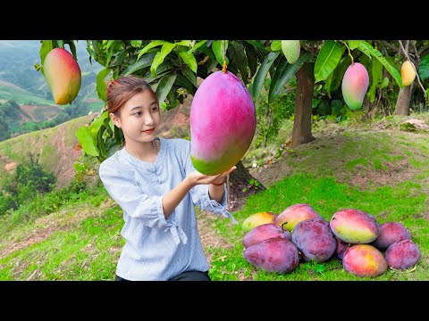 How To Harvest Many Fresh Mango Fruits & Goes to Countryside Market Sell - Growing trees and Farming