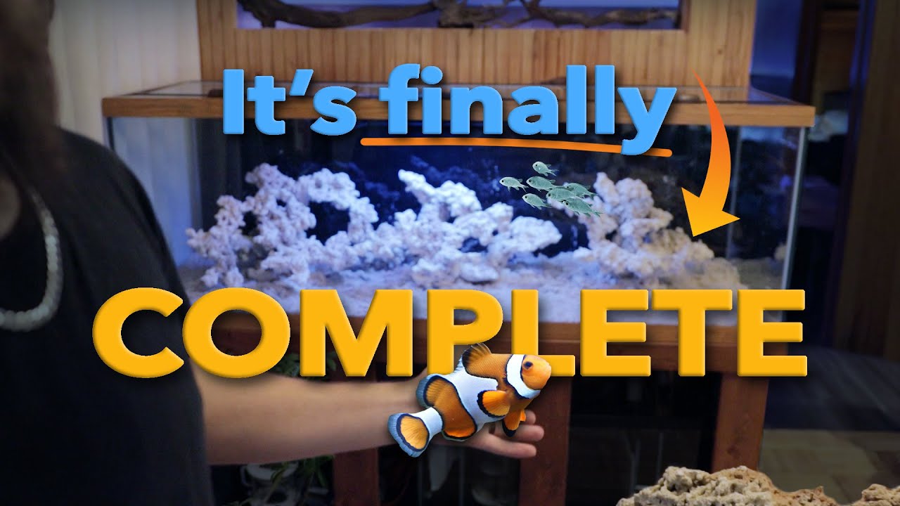 Reef Tank Build Series - Part 3 | Rock Structure and Adding Fish! - YouTube