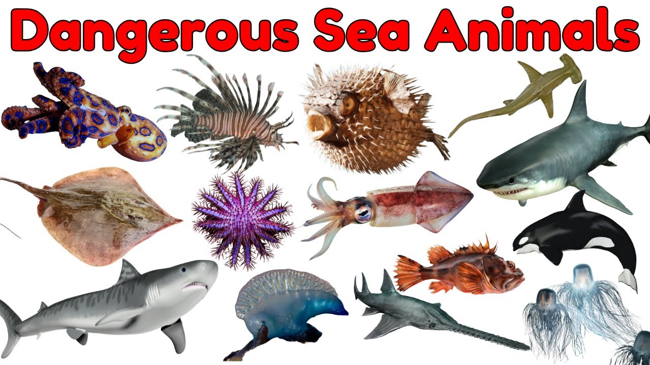 Dangerous Sea Animals for Kids | Sea Animals Vocabulary for Kids ...