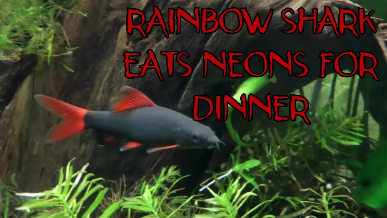 Rainbow Shark with Neon Tetras - YouTube