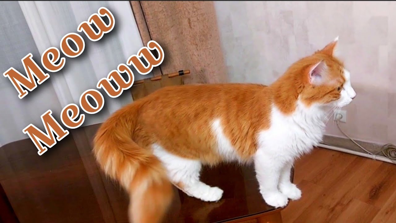 Cute cat sound effect 🥰 #shorts #meow - YouTube