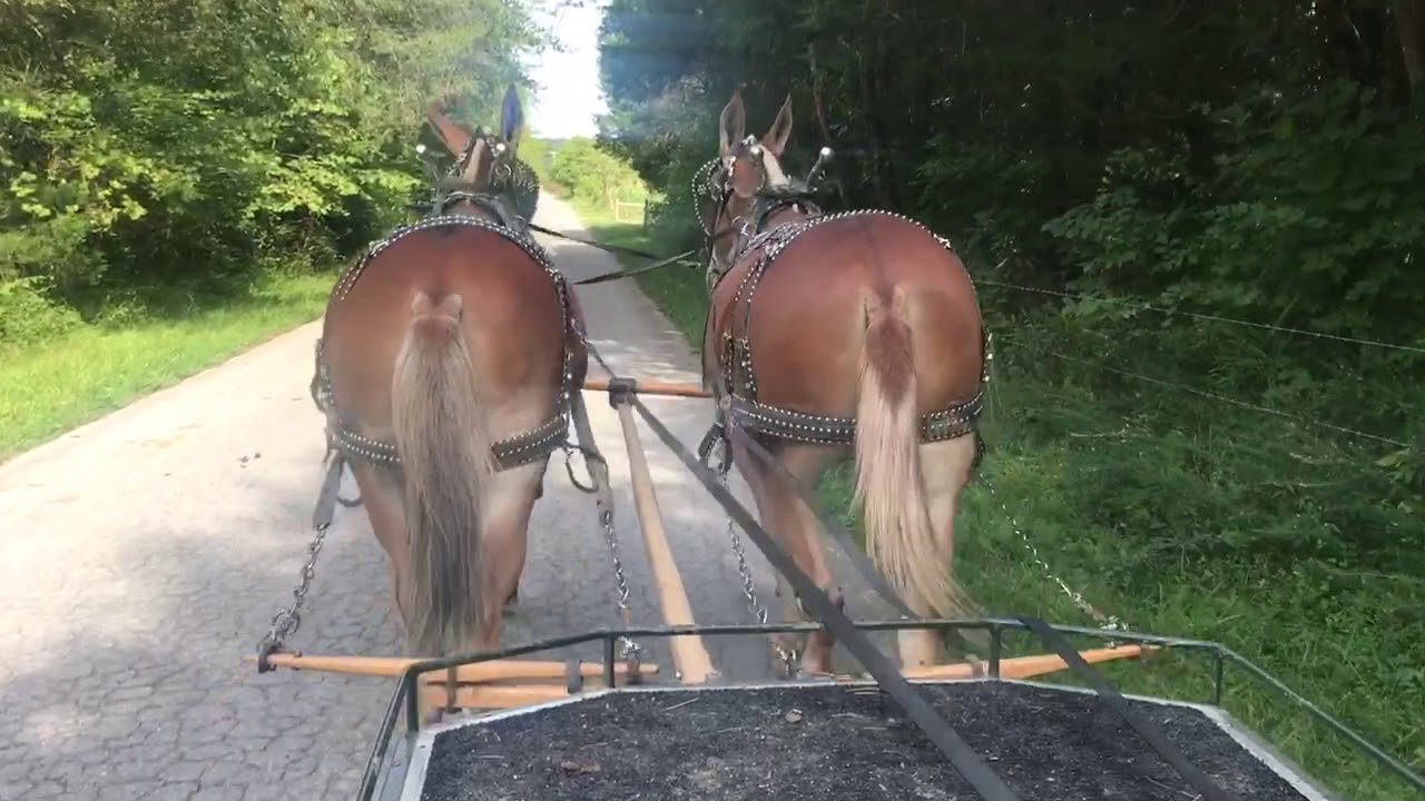 Belgian draft Molly mules. Ride and drive. Must see ‼️‼️‼️‼️‼️‼️‼️‼️‼️‼ ...