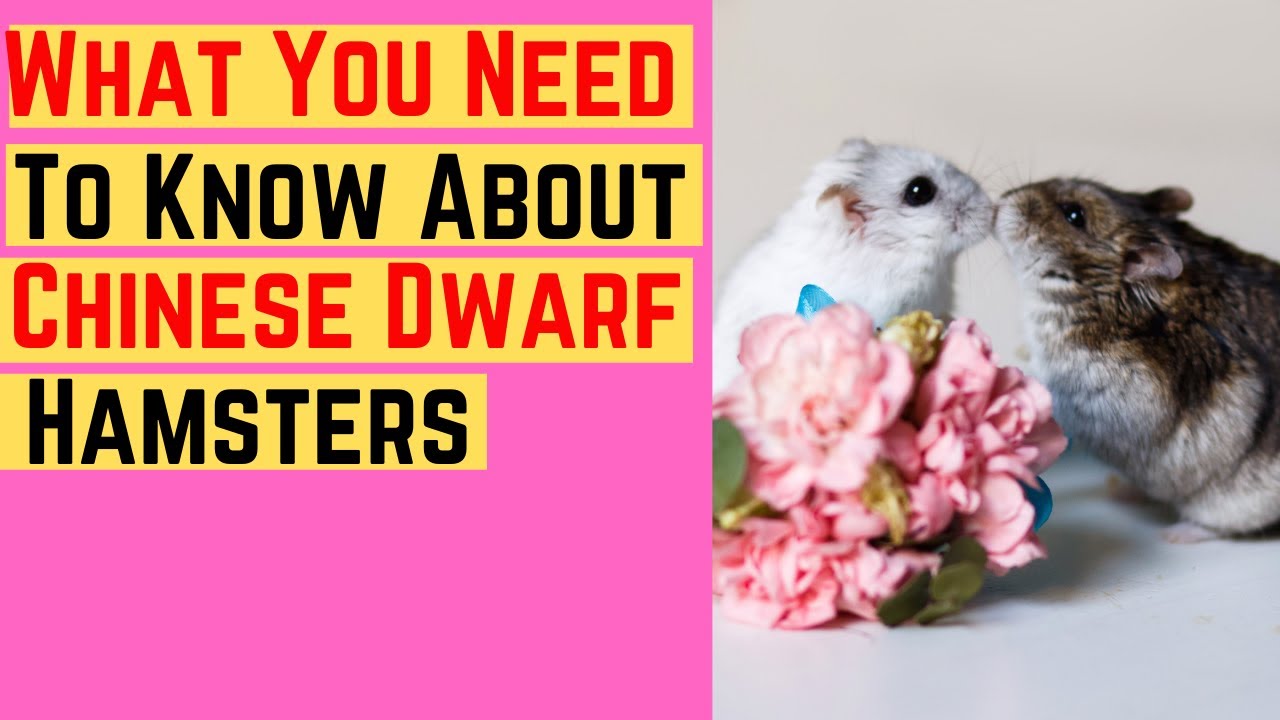 Chinese Dwarf Hamster Female