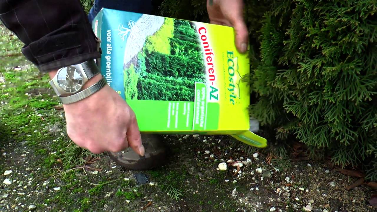 Coniferenhaag Verwijderen