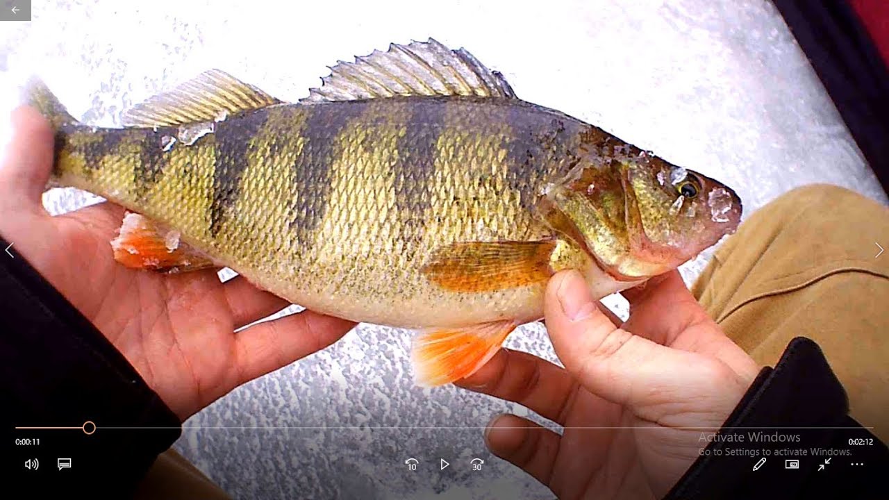 LAKE GOGEBIC DAY 1 ICE FISHING JUMBO PERCH! - YouTube