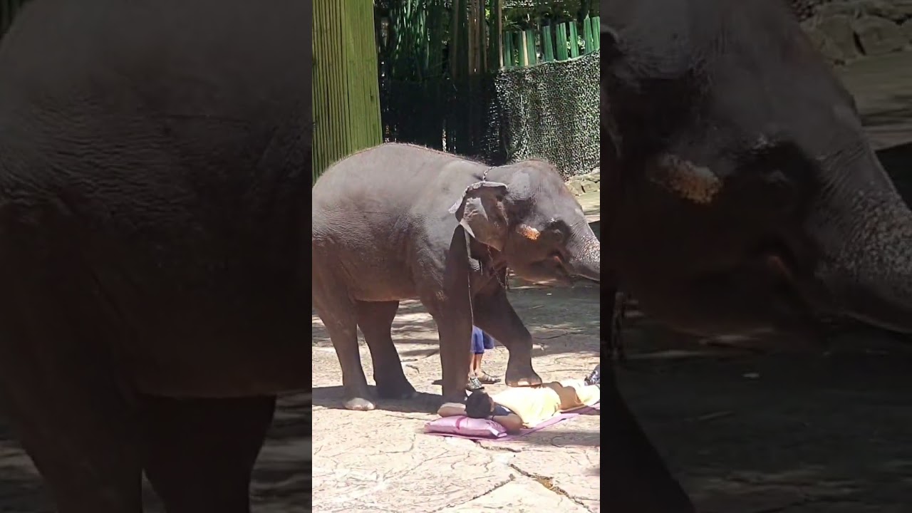 comedy elephant 🐘 - YouTube