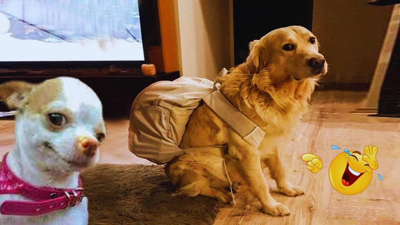 Dog Doing Funny Things | Best of Funny Dogs in 2025 #21 - YouTube