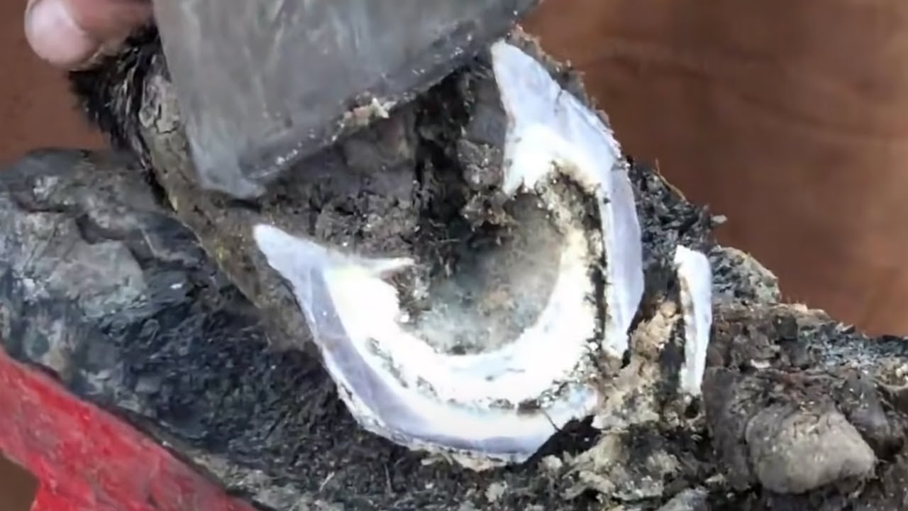 𝐇𝐨𝐨𝐟 𝐓𝐫𝐢𝐦𝐦𝐢𝐧𝐠 𝐂𝐨𝐦𝐩𝐢𝐥𝐚𝐭𝐢𝐨𝐧 - YouTube