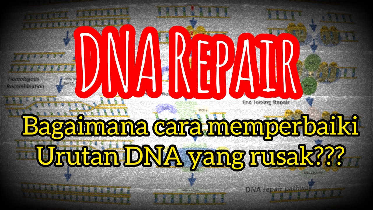 Proses DNA Repair (Perbaikan DNA) - YouTube