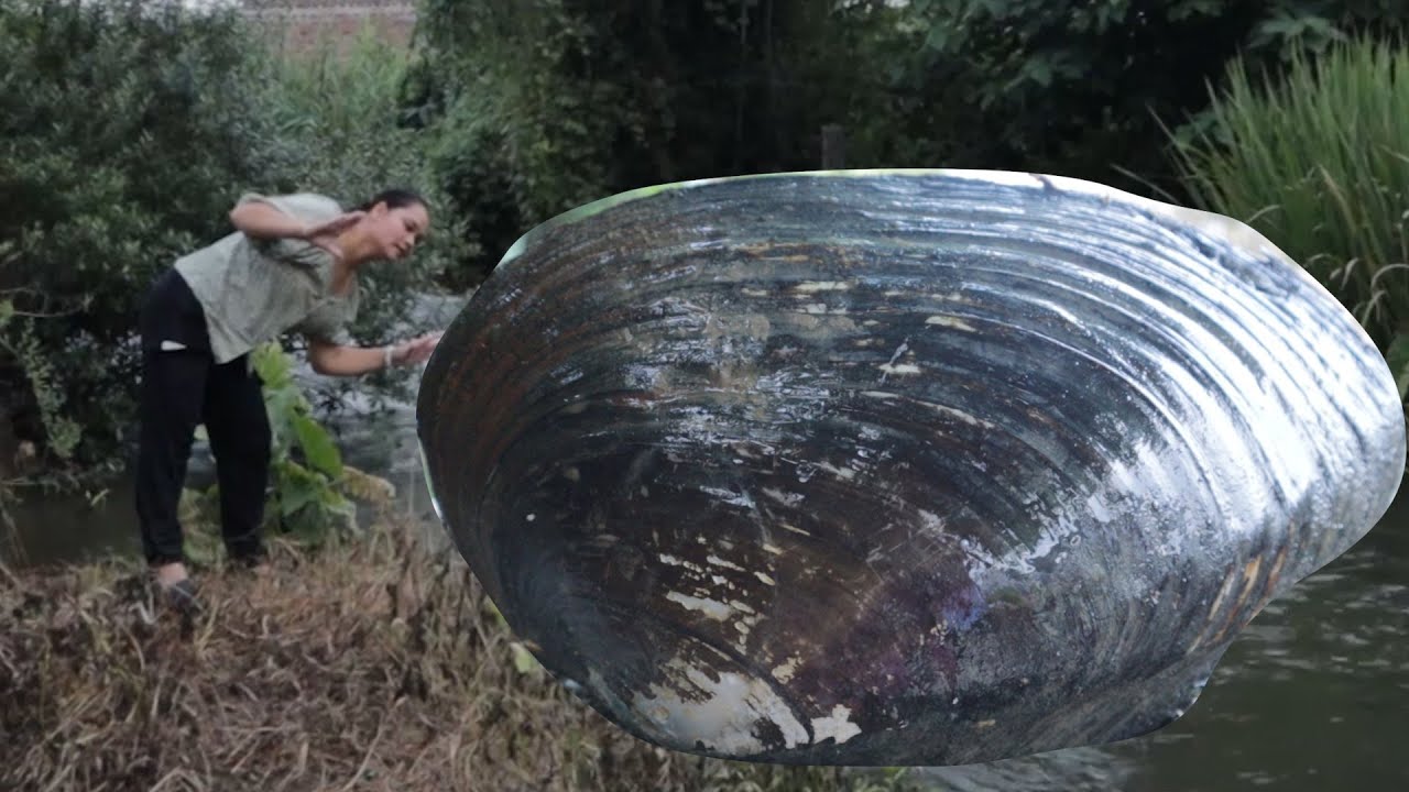 The rainstorm river recedes, revealing the old clam shell, its pearl ...