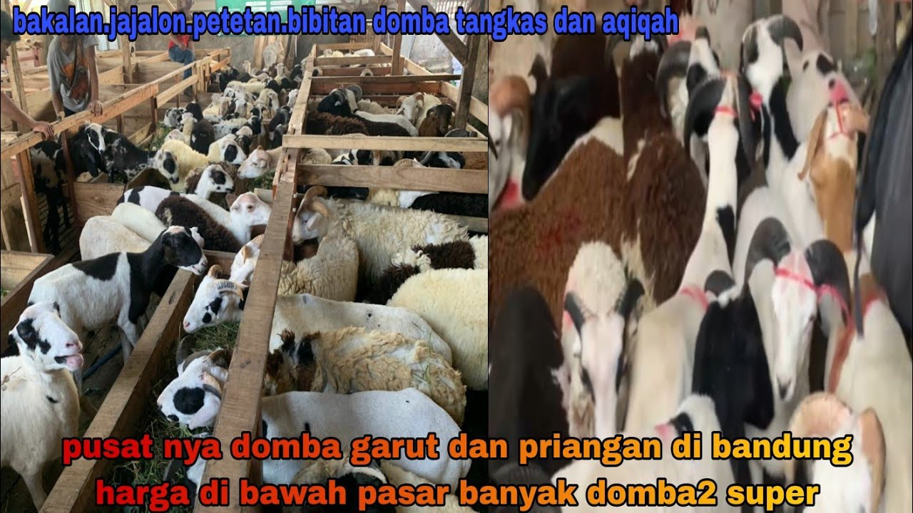 update harga domba terbaru ada ratusan ekor domba Garut dan priangan ...