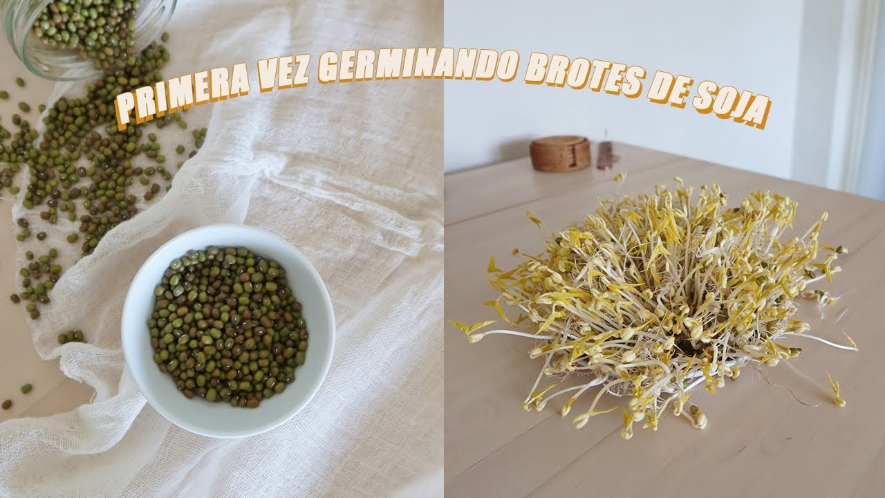 Germinando BROTES DE SOJA en Casa por Primera Vez 🌱 - YouTube