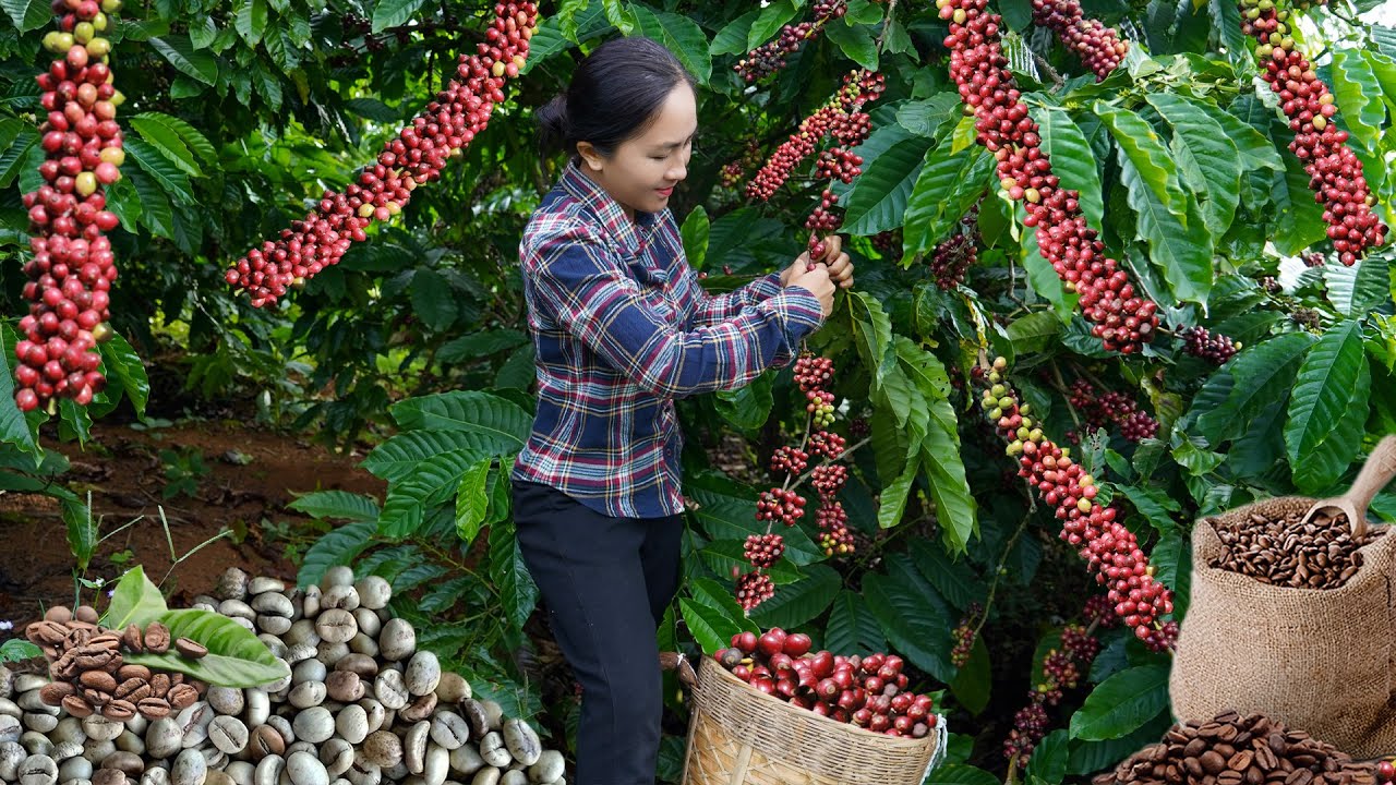 Harvest COFFEE BEANS goes to the marrket sell - processing and cooking | Emma Daily Life - YouTube