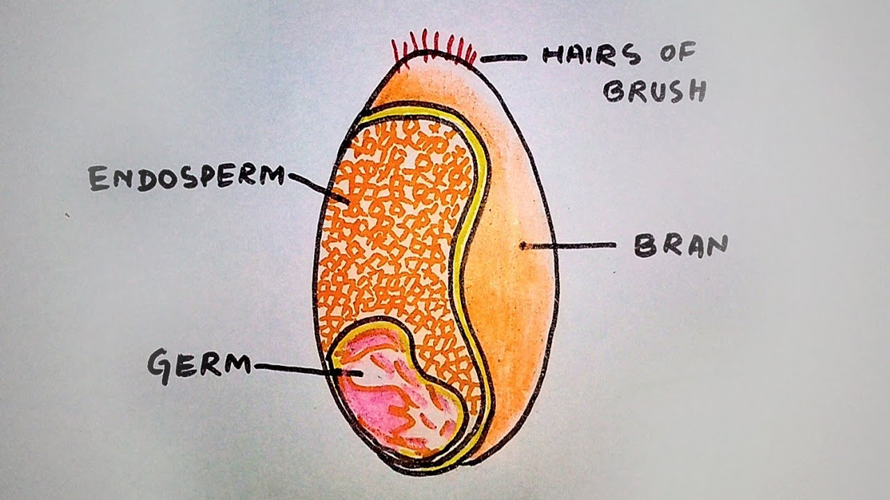 How to draw Grain || Labelled Biology Diagram of grain by Hajong Art ...