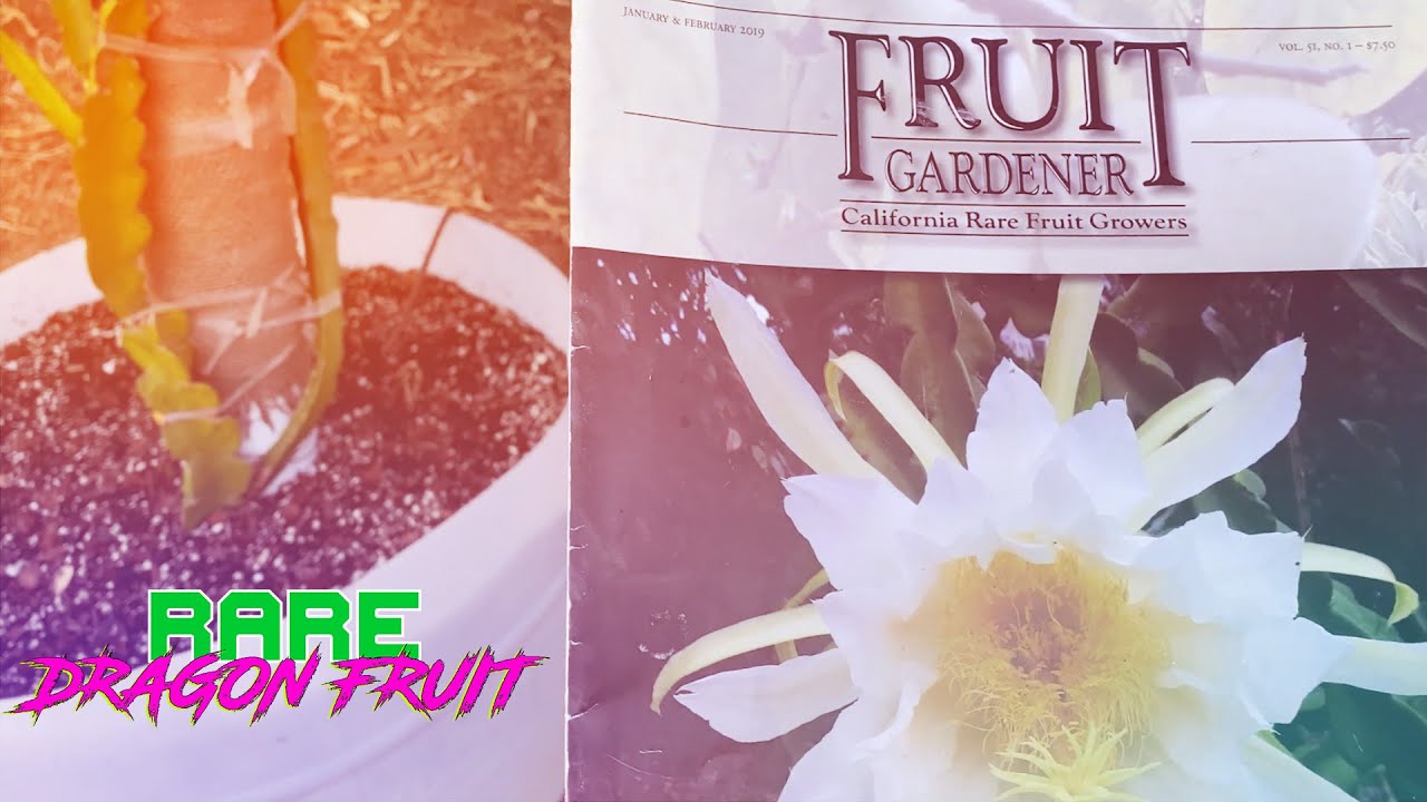 AFFORDABLE way to Quickly TRELLIS Your DRAGON FRUIT ( T POST TRELLIS ...